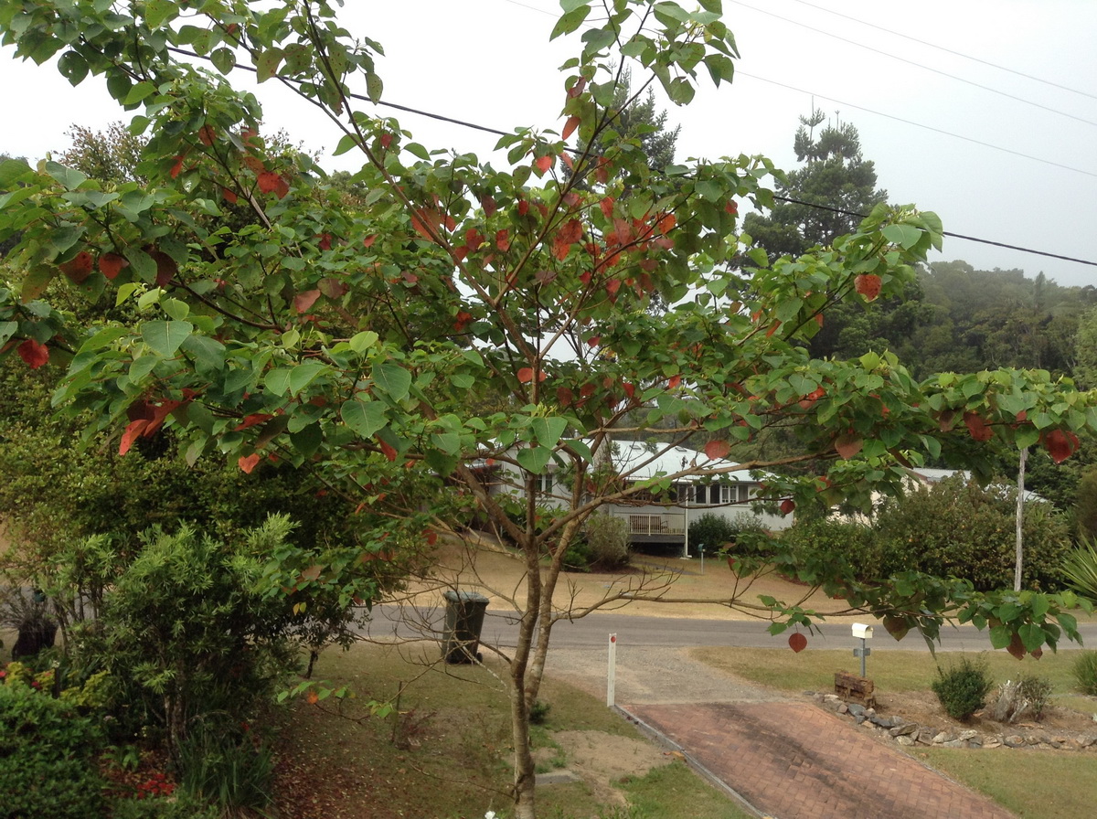 Rainforest Tree of the Month, September 2018 – Tropical Bleeding Heart ...
