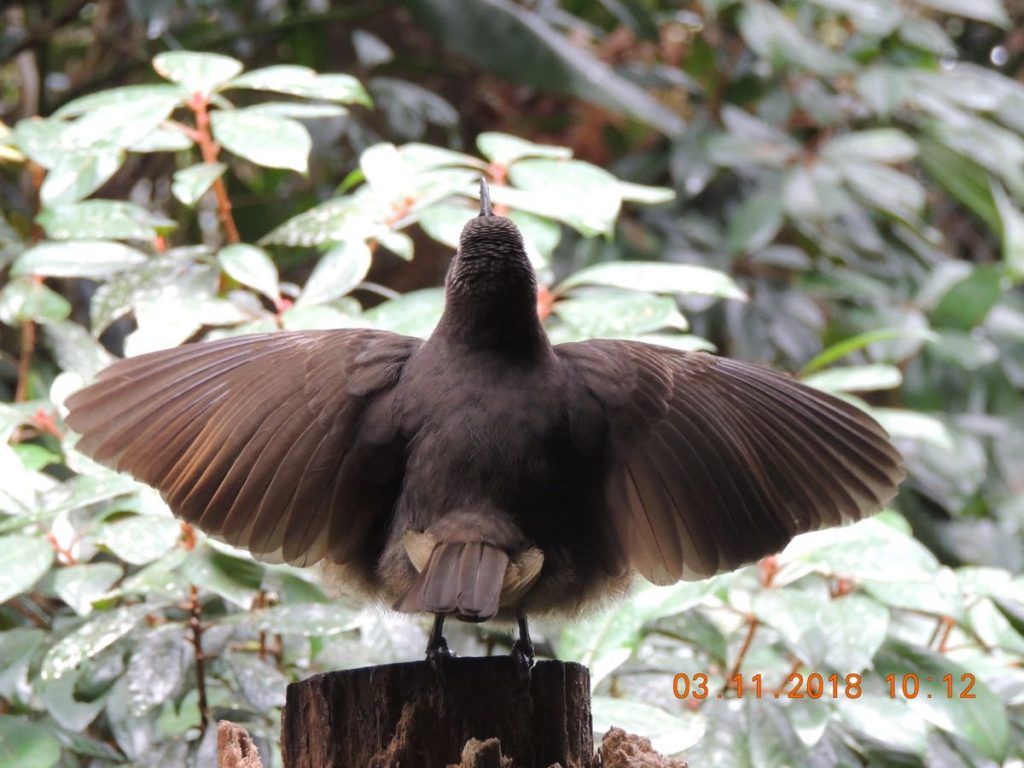 Rifle Bird Courtship at Paluma – Paluma – our village in the mist