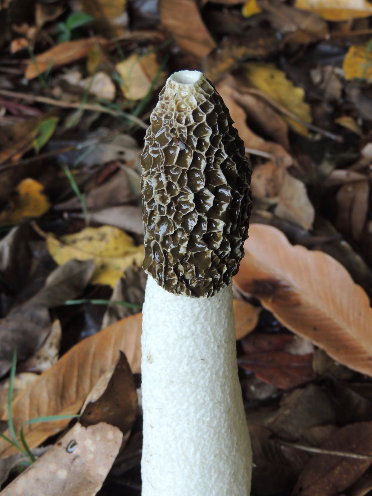 Fascinating Fungi – Paluma – our village in the mist