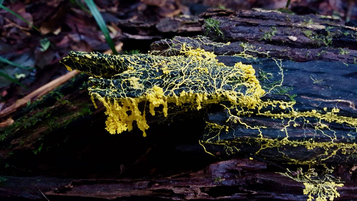 Shape Shifting Survivors – Slime Moulds – Paluma – our village in the mist