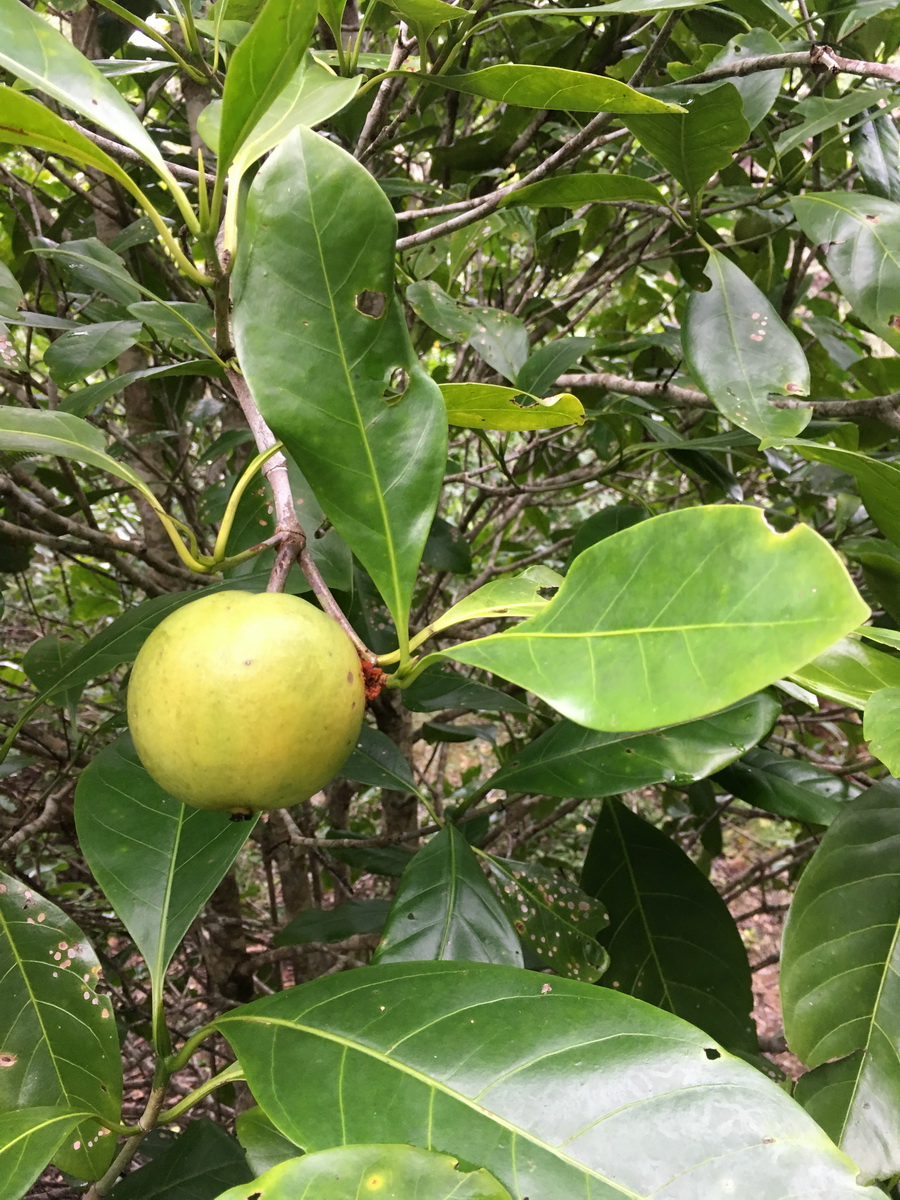 Rainforest Tree of the Month – May 2019 – Native Gardenia – Paluma ...