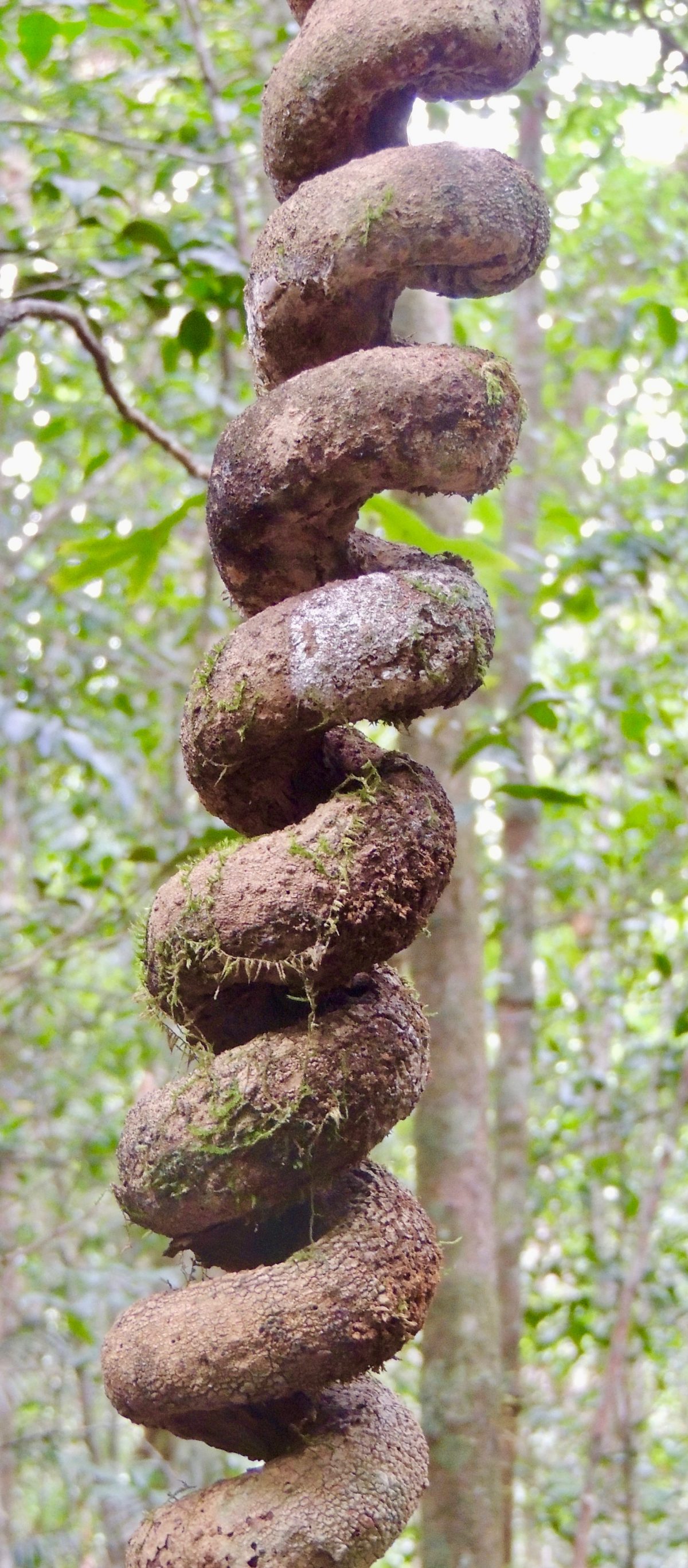 A Walk Along the H-Track – Paluma – our village in the mist
