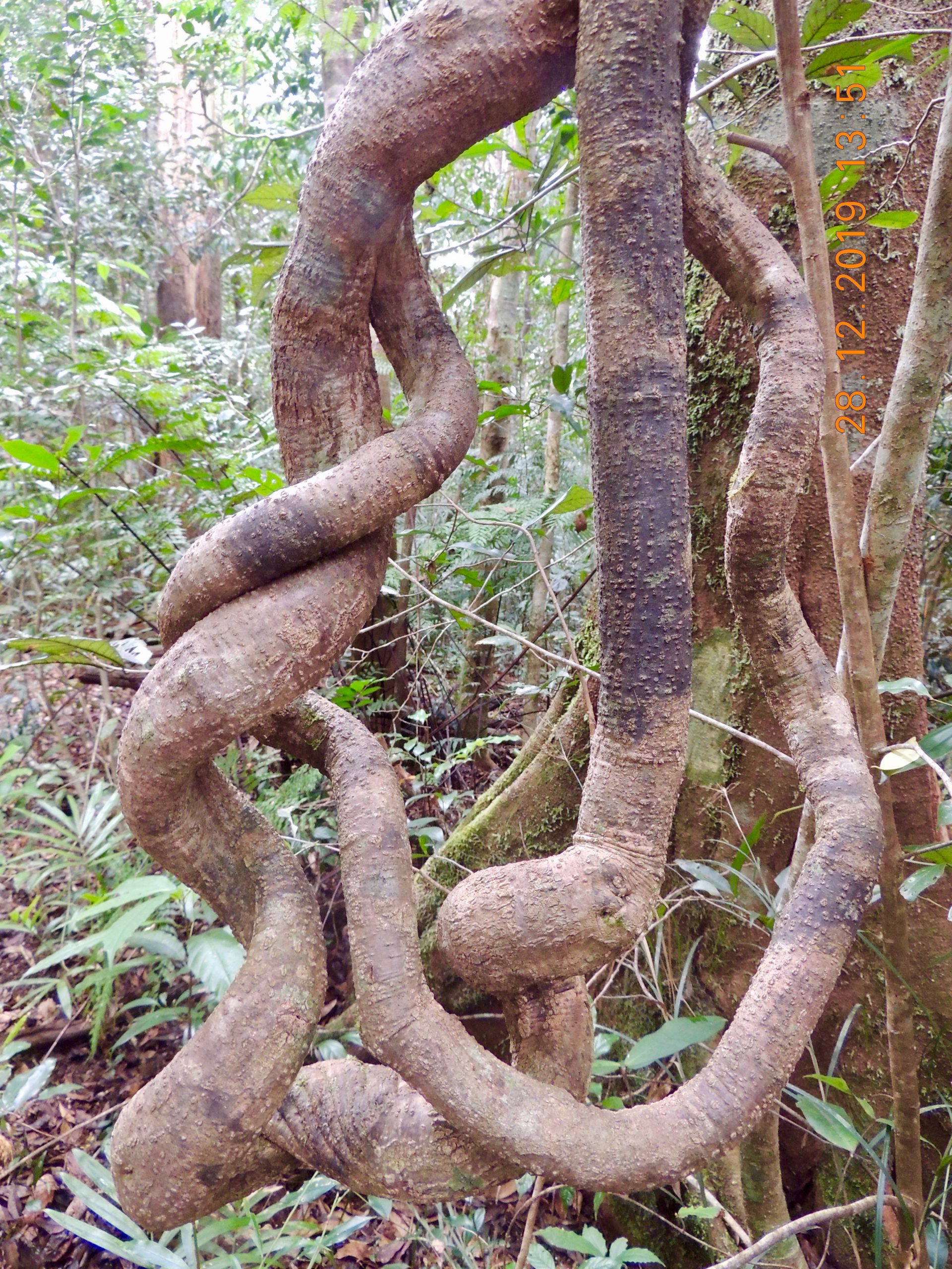 A Walk Along the H-Track – Paluma – our village in the mist