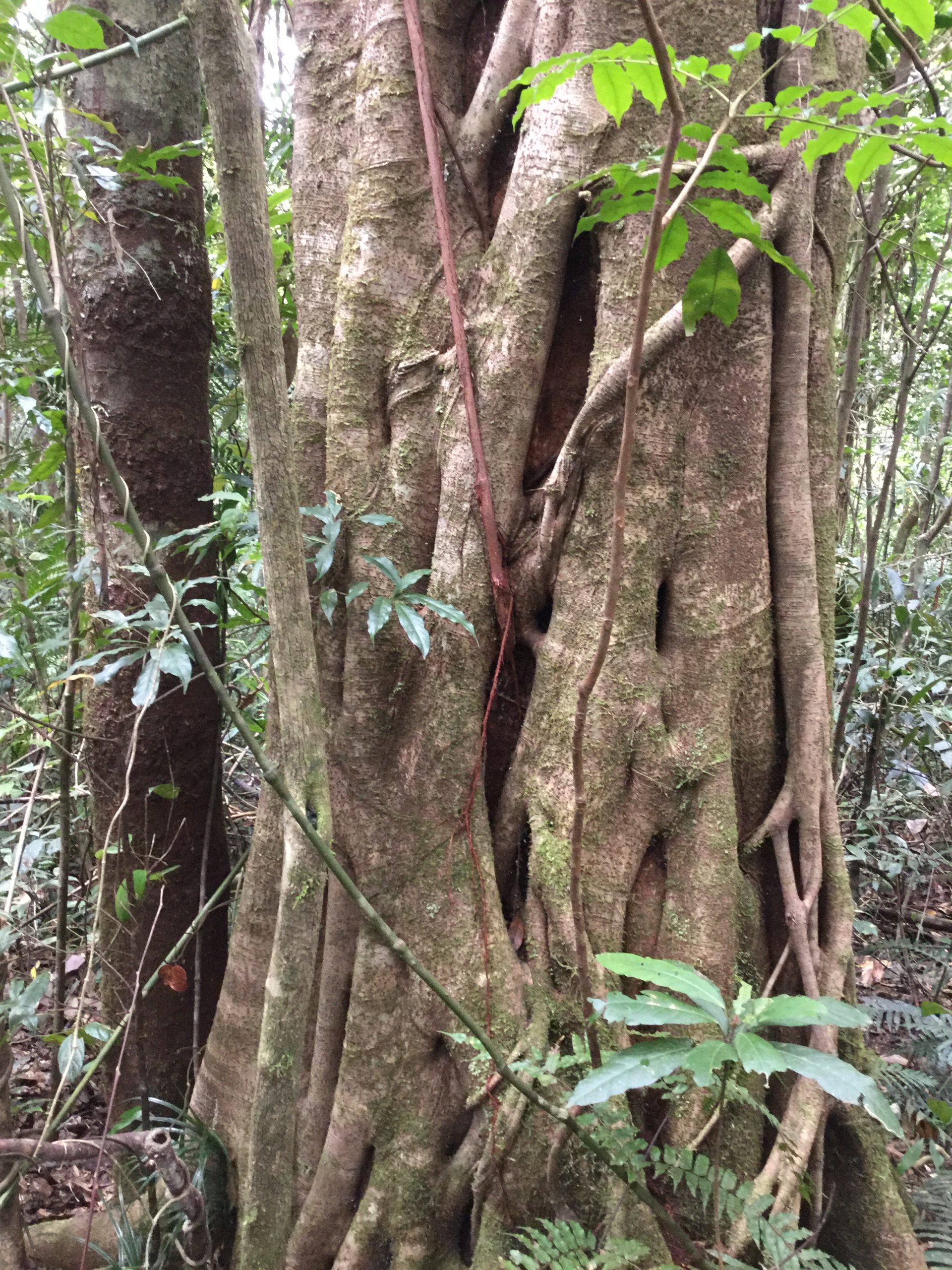 A Walk Along the H-Track – Paluma – our village in the mist