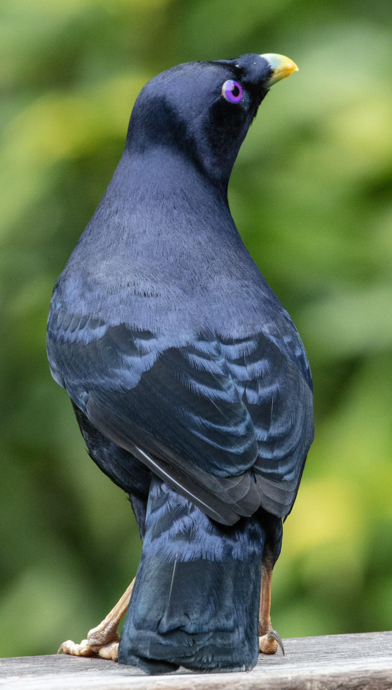 More Winter Bird Watching at Paluma….. – Paluma – our village in the mist