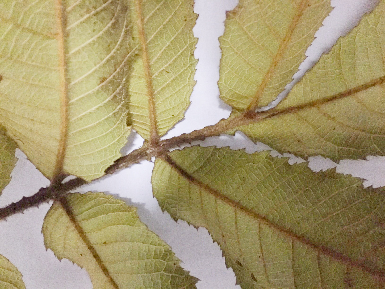 Rainforest Tree of the Month, July 2020 – Davidson’s Plum – Paluma ...