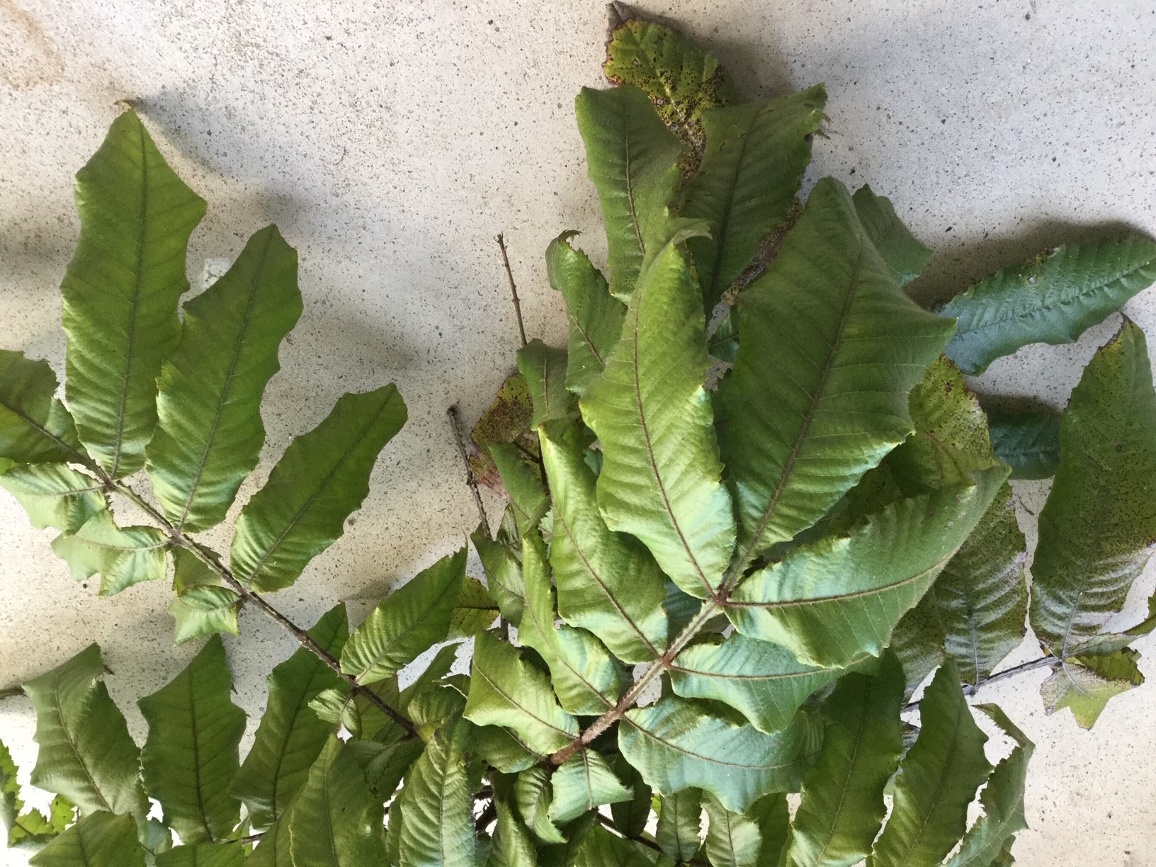 Rainforest Tree of the Month, July 2020 – Davidson’s Plum – Paluma ...
