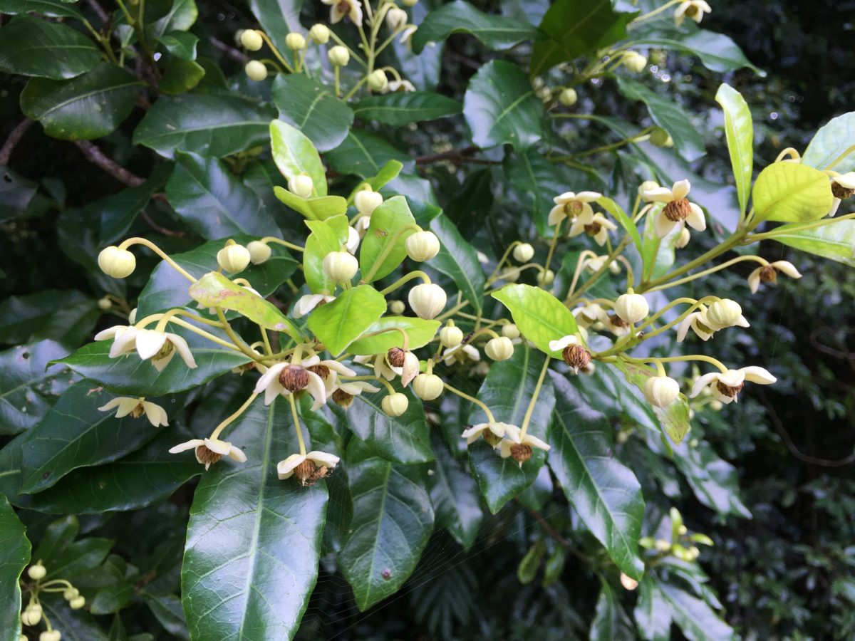 What’s been flowering in the forest? – Paluma – our village in the mist