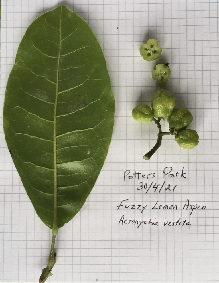 Rainforest Tree of the Month, April 2021 – Fuzzy Lemon Aspen – Paluma ...