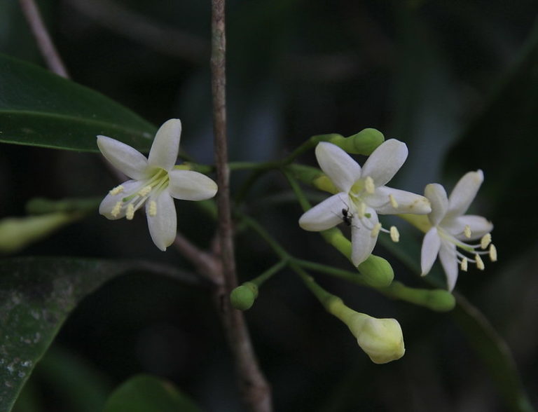 Rainforest Tree of the Month, August 2021 – Yellowheart – Paluma – our ...