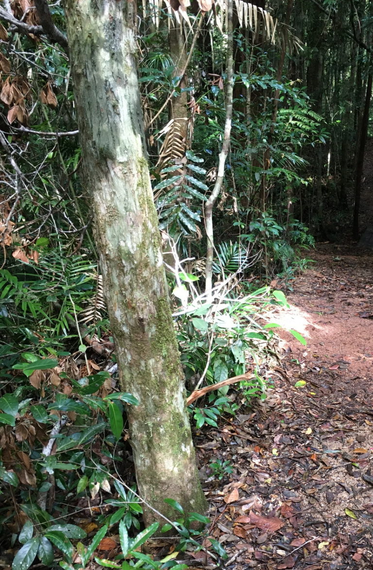 Rainforest Tree of the Month, August 2021 – Yellowheart – Paluma – our ...