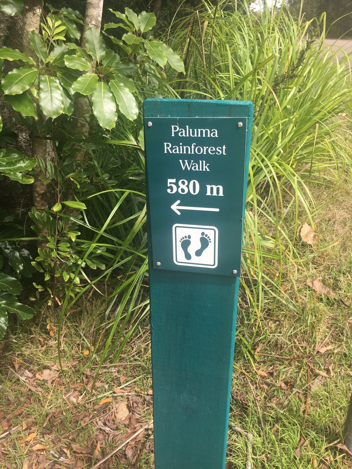 Working Bee – Rainforest Walking Track – Paluma – our village in the mist