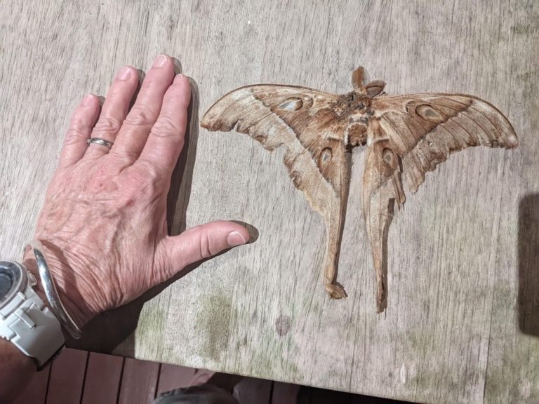 Return of the Hercules Moth? – Paluma – our village in the mist