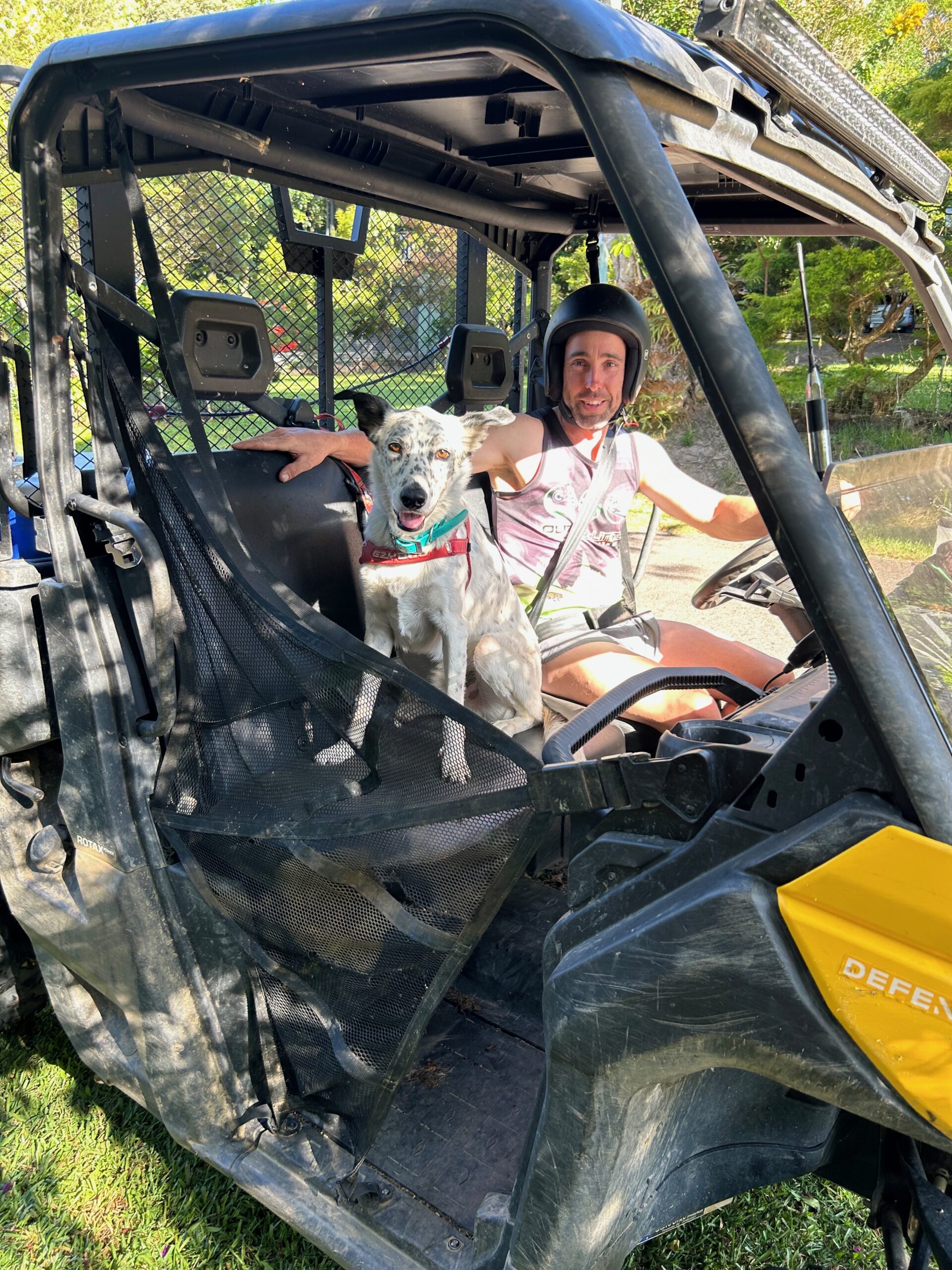 Harley the Action Dog – Paluma – our village in the mist
