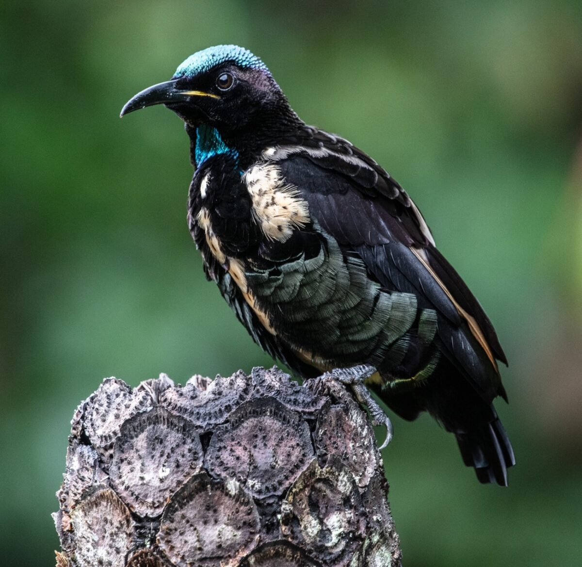 Paluma Bird of the Month, April 2024 – Victoria’s Riflebird – Paluma ...