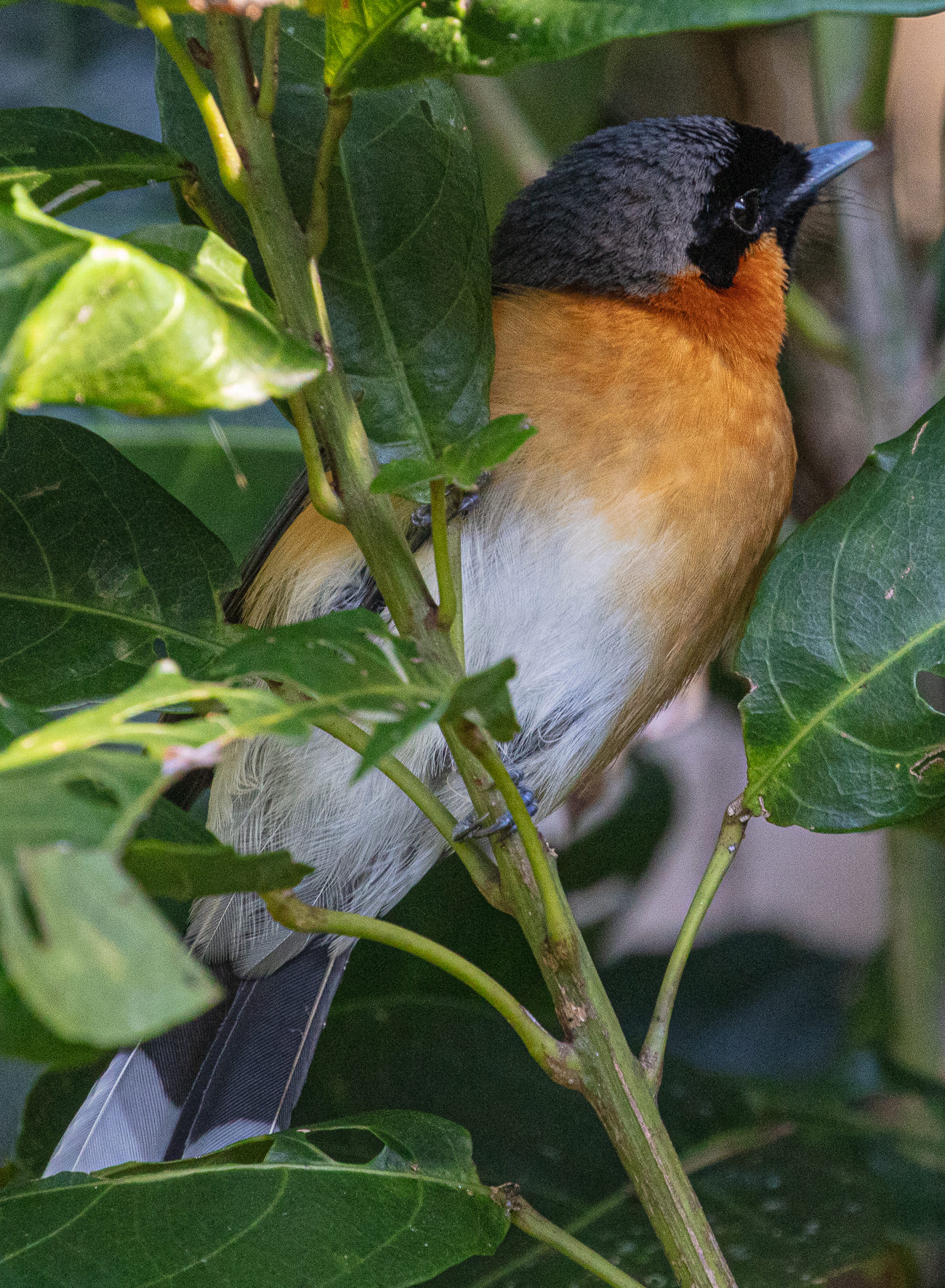Paluma Bird of the Month, September 2025 – Spectacled Monarch – Paluma ...